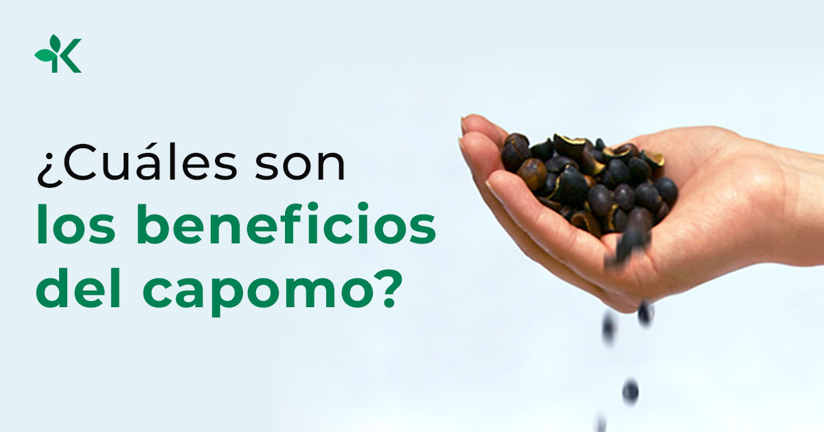 ¿Cuáles son los beneficios del capomo? - Kapomo
