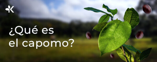 ¿Qué es el capomo? - Kapomo