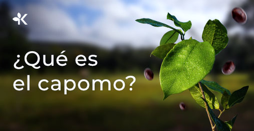¿Qué es el capomo? - Kapomo